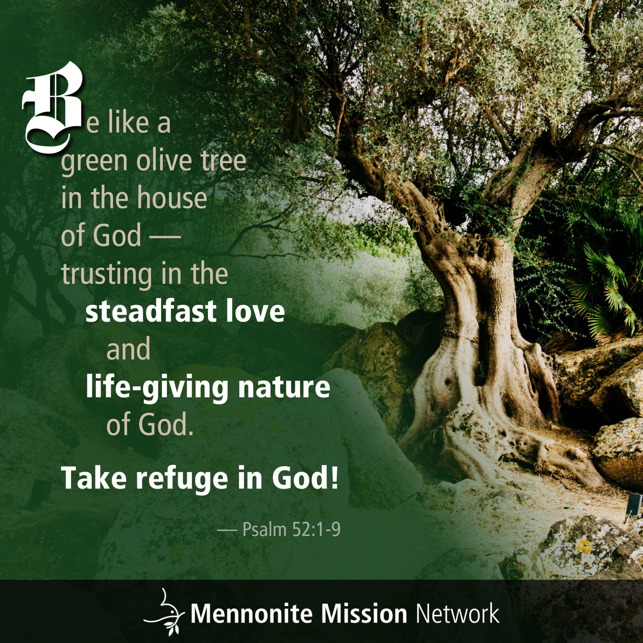 Be like an olive tree - Mennonite Mission Network