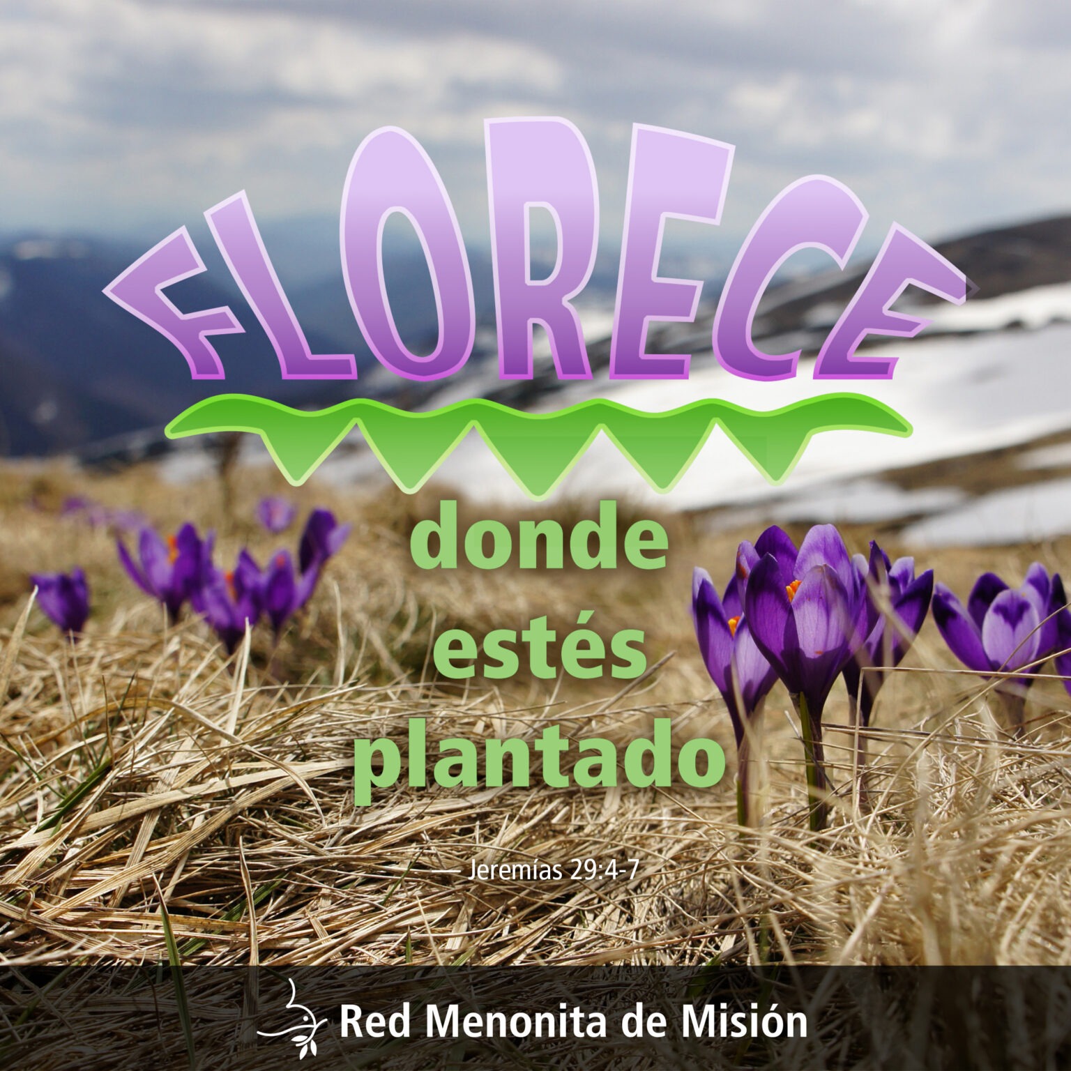 Florece donde estés plantado - Mennonite Mission Network